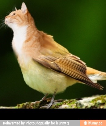 Birdcat memes. Best Collection of funny Birdcat pictures on iFunny