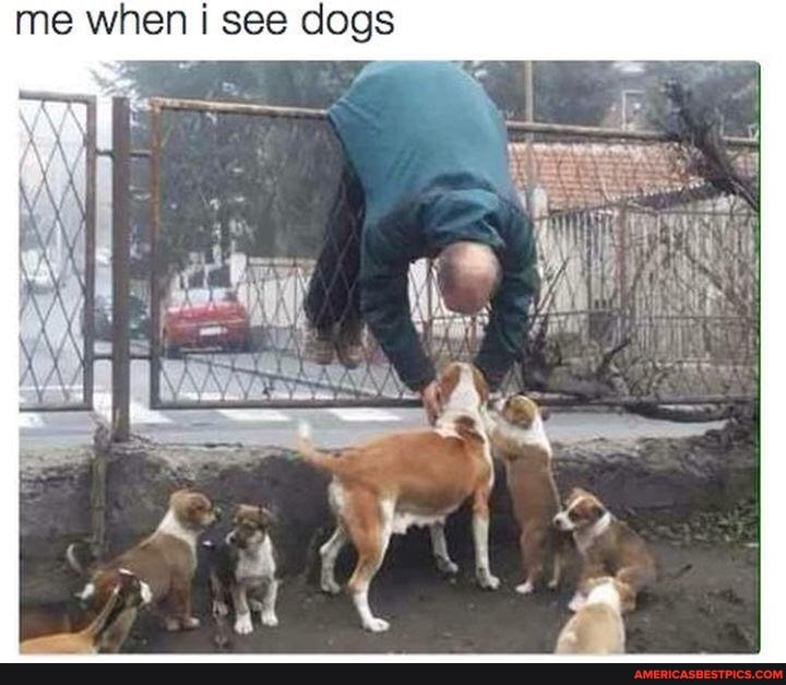 Wholesome memes #5 - me when I see dogs - America’s best pics and videos