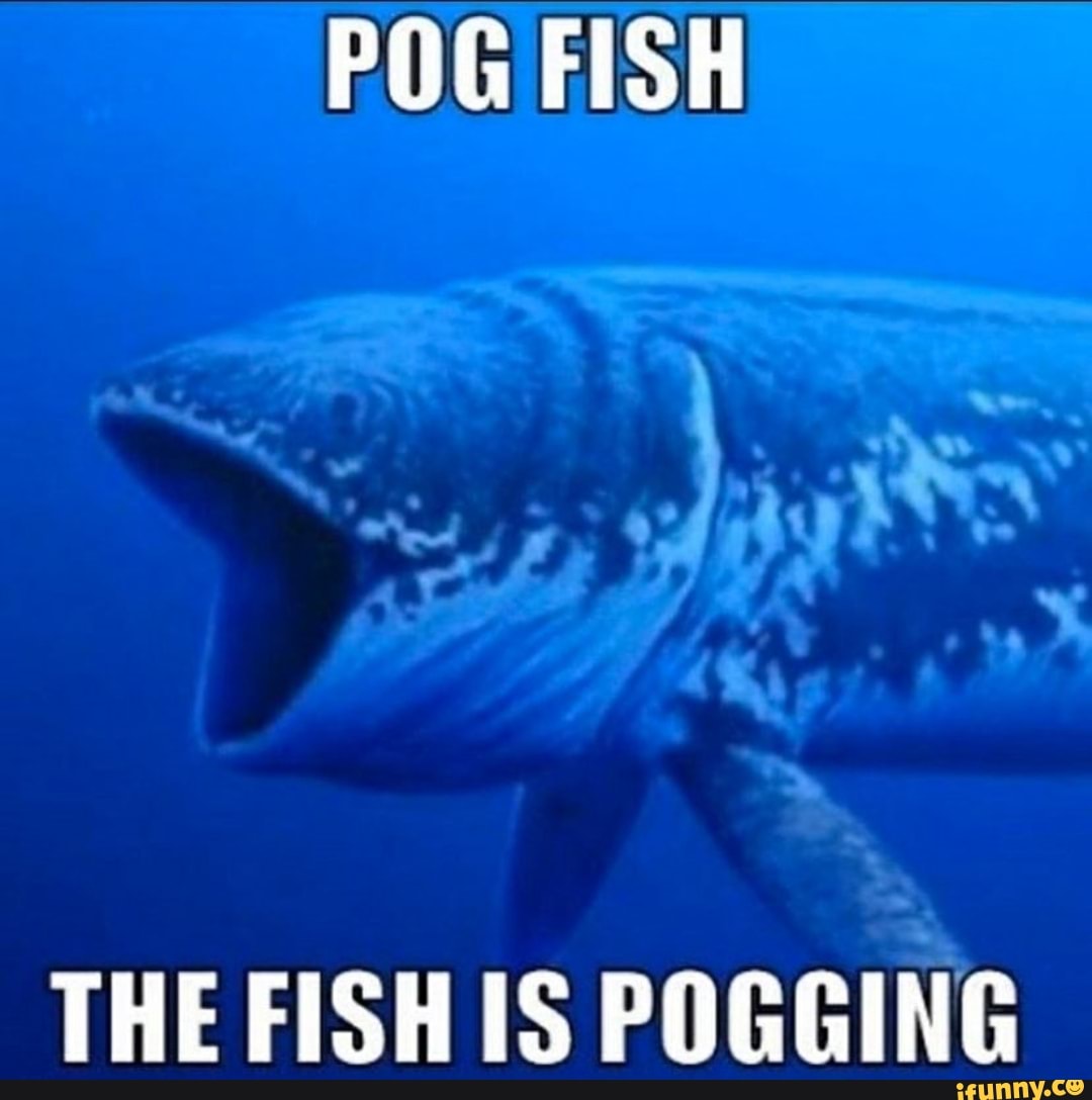 POG FISH THE FISH IS POGGING - iFunny