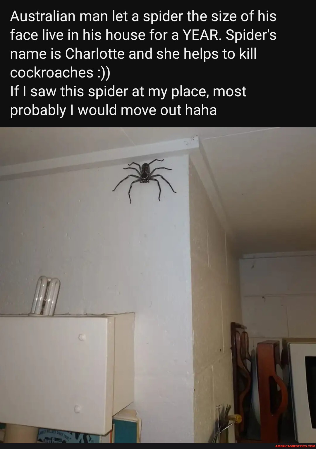 Australian man let a spider the size of his face live in his house for ...