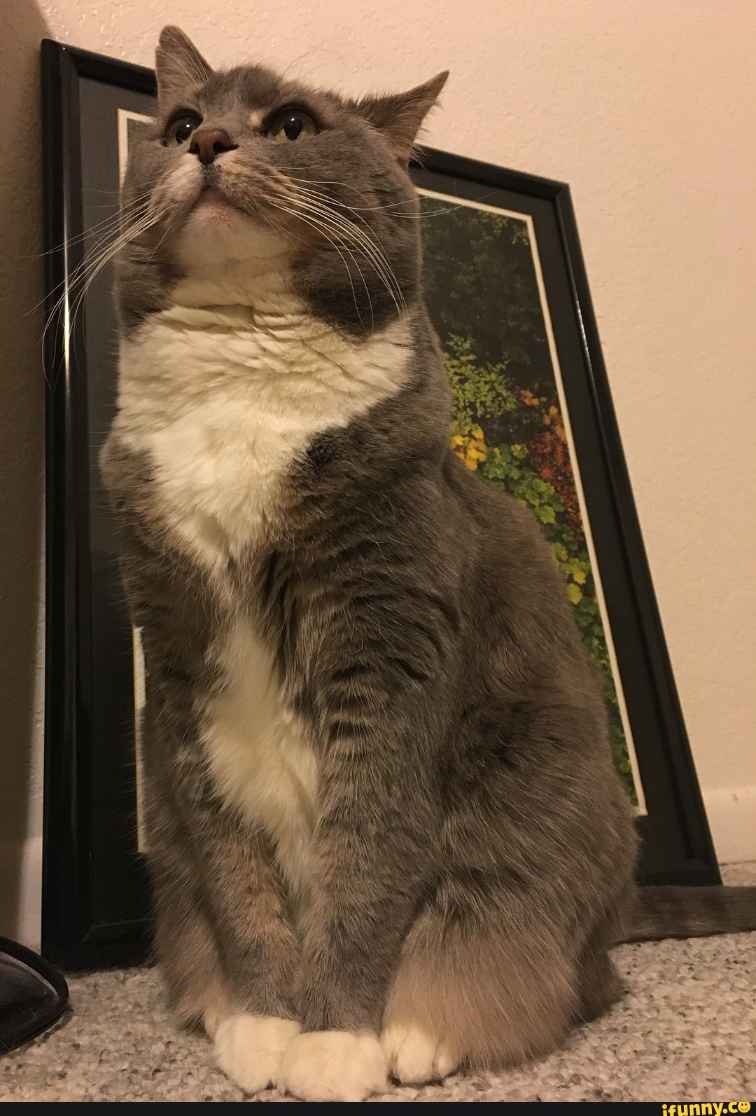 Old_cat memes. Best Collection of funny Old_cat pictures on iFunny