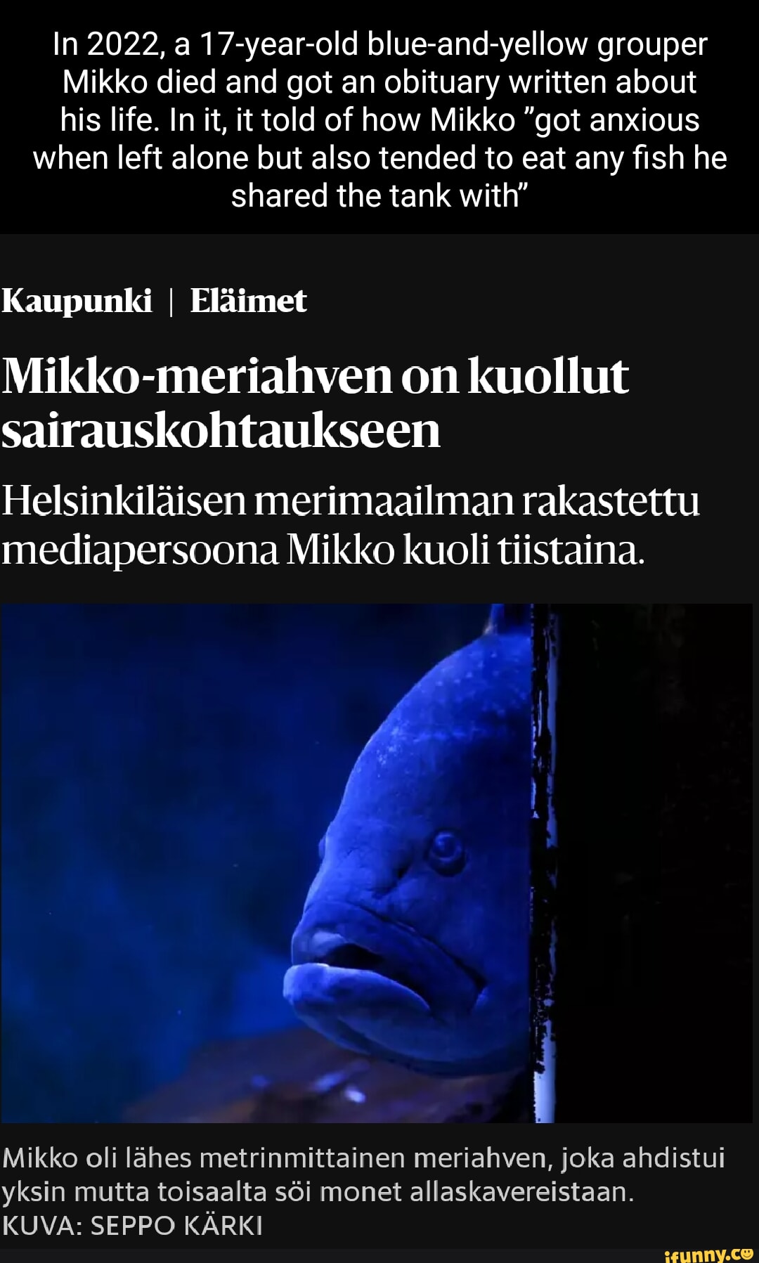 Grouper memes. Best Collection of funny Grouper pictures on iFunny