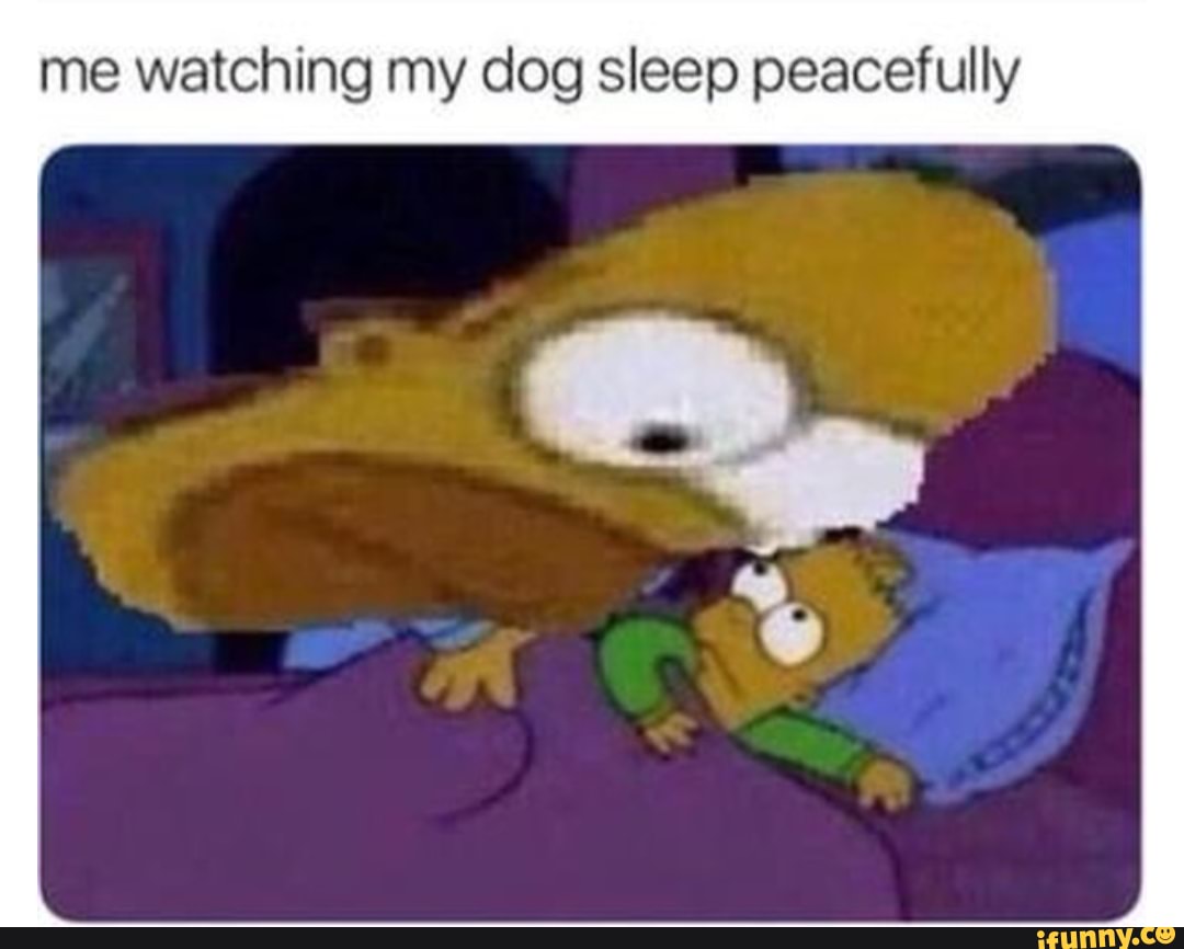 Wholesome meme dump - me watching my dog sleep peacefully - iFunny