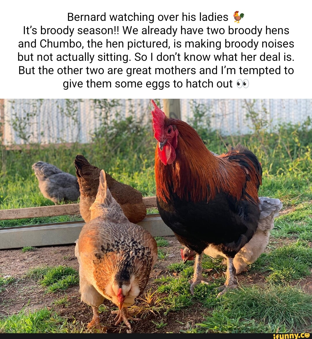 Broody memes. Best Collection of funny Broody pictures on iFunny