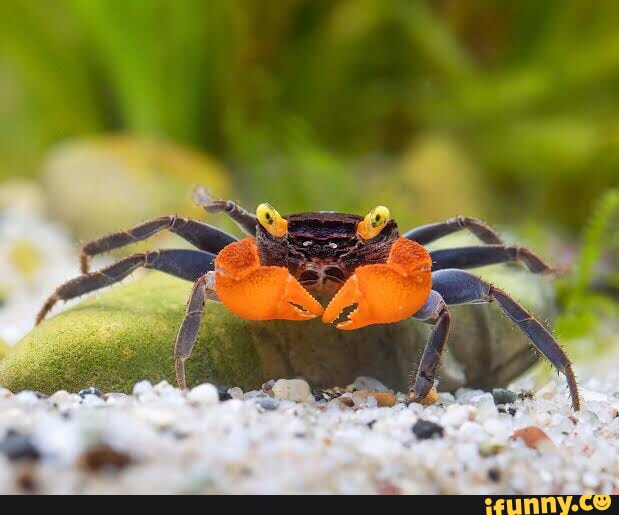 Vampirecrab memes. Best Collection of funny Vampirecrab pictures on iFunny