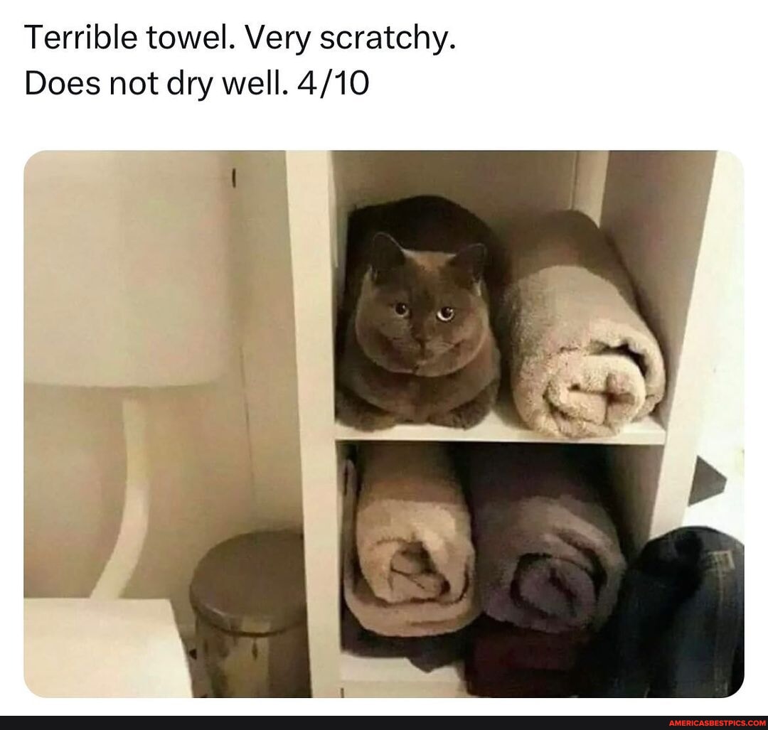 Funny cats explore memes - Terrible towel. Very scratchy. Does not dry ...