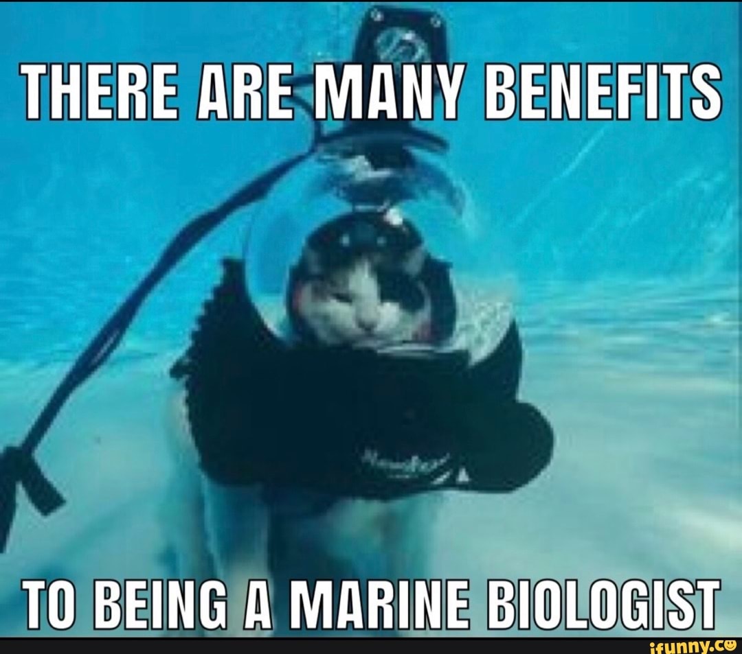 Whale Biologist Memes