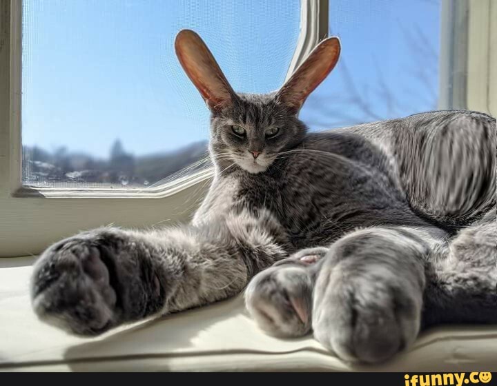 Cabbit memes. Best Collection of funny Cabbit pictures on iFunny