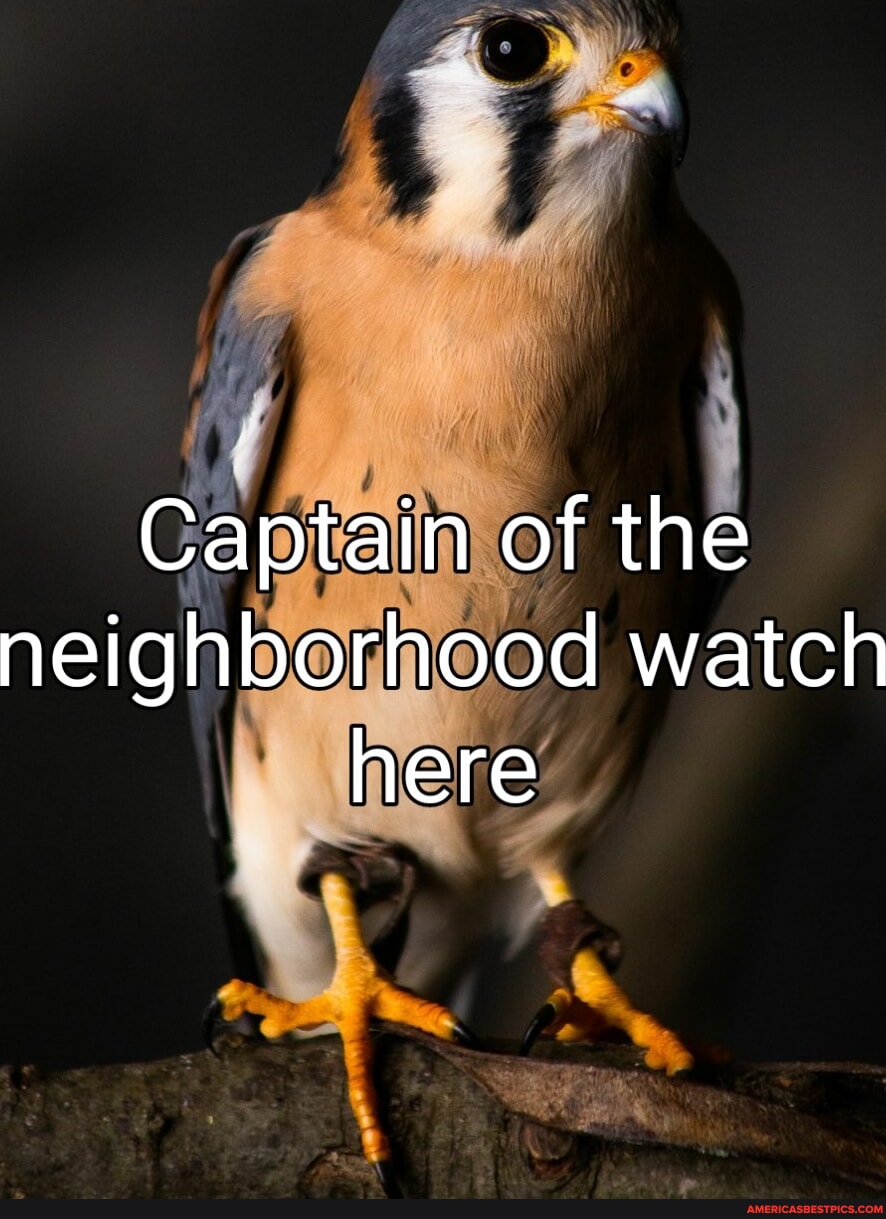 Captain of the neighborhood watch here - America’s best pics and videos