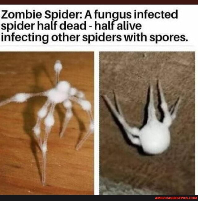 Zombie Spider: A fungus infected spider half dead - half alive ...
