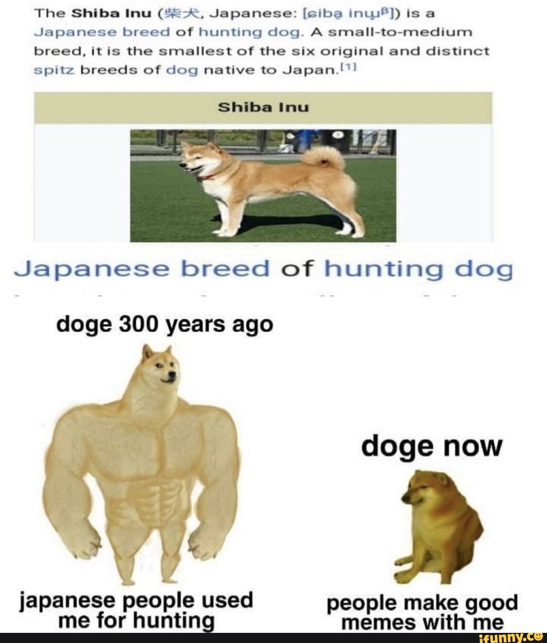 Japanese breed of hunting dog. A small-to-medium breed, itis the ...