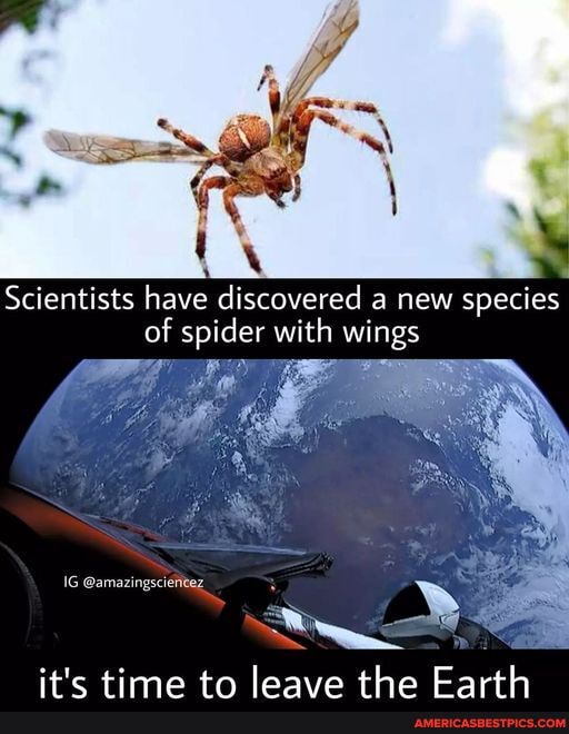 Scientists have discovered a new species of spider with wings it's time ...