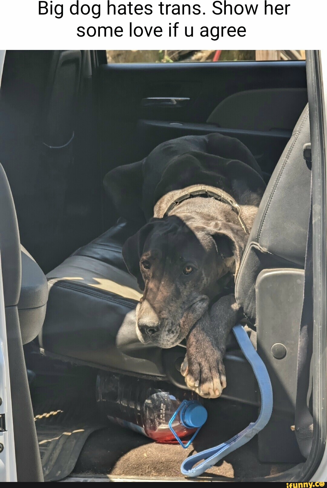 Big dog hates trans. Snow her some love if u agree - iFunny