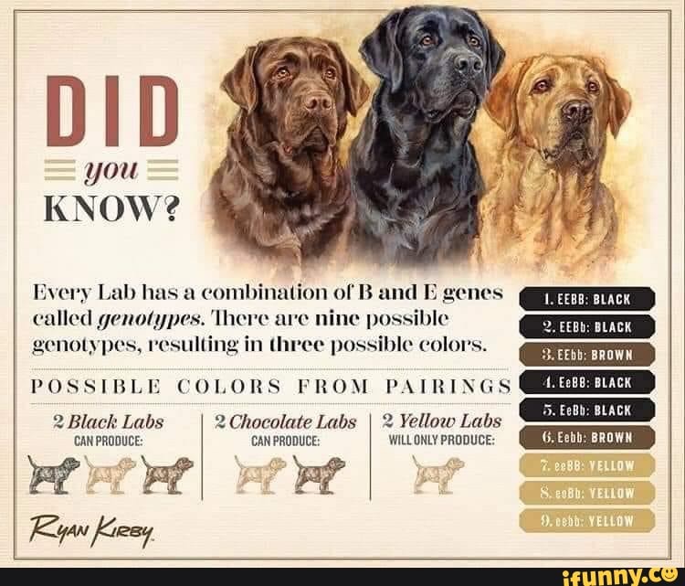 DI you KNOW? Every Lab has a combination of B and E genes EEBB: BLACK ...