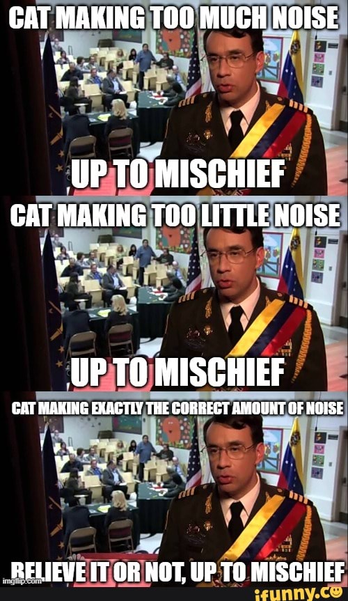 CAT MAKING TOO MUCH NOISE UP TO MISCHIEF GAT MAKING LITTLE NOISE UP TO ...