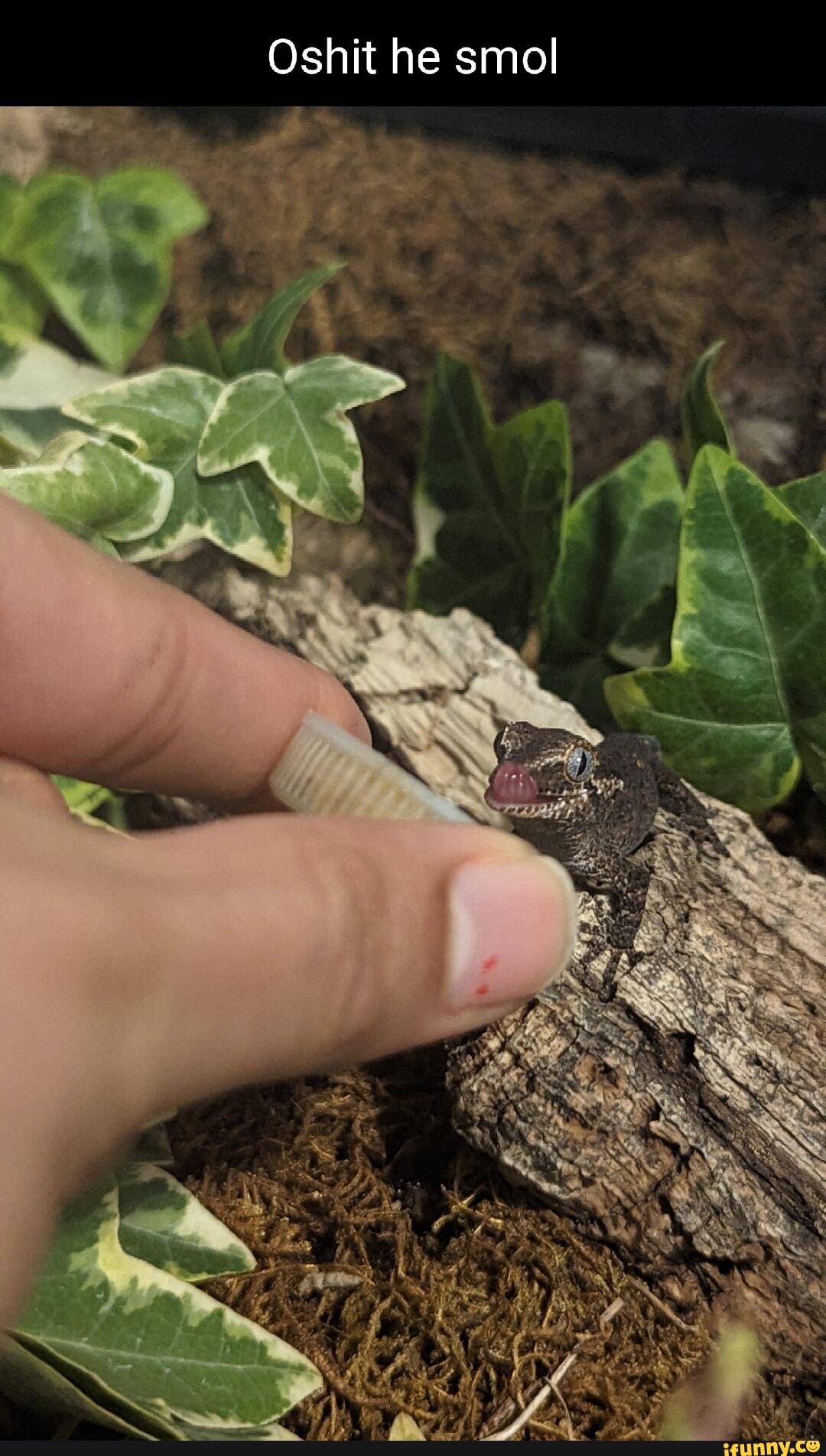 Smol memes. Best Collection of funny Smol pictures on iFunny