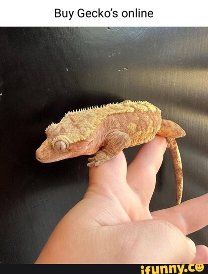 Geckos memes. Best Collection of funny Geckos pictures on iFunny