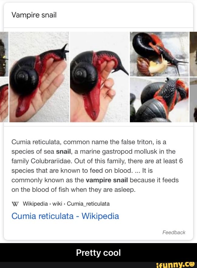 Vampire snail cr i Cumia reticulata, common name the false triton, is a ...