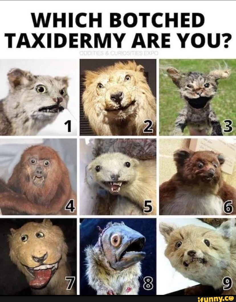 WHICH BOTCHED TAXIDERMY ARE YOU? - iFunny