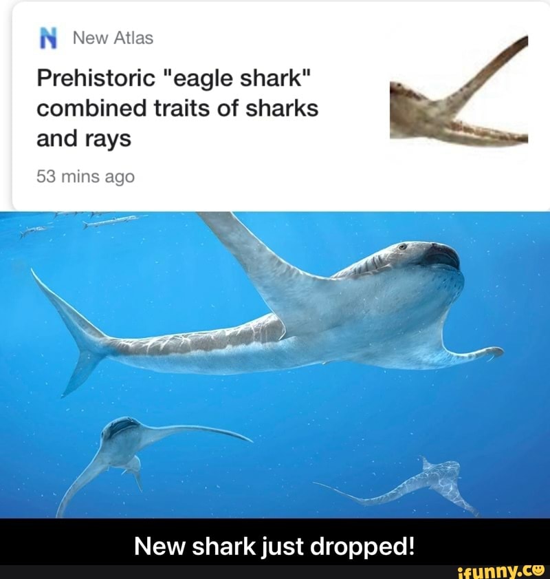 New Atlas Prehistoric "eagle shark" combined traits of sharks and rays ...