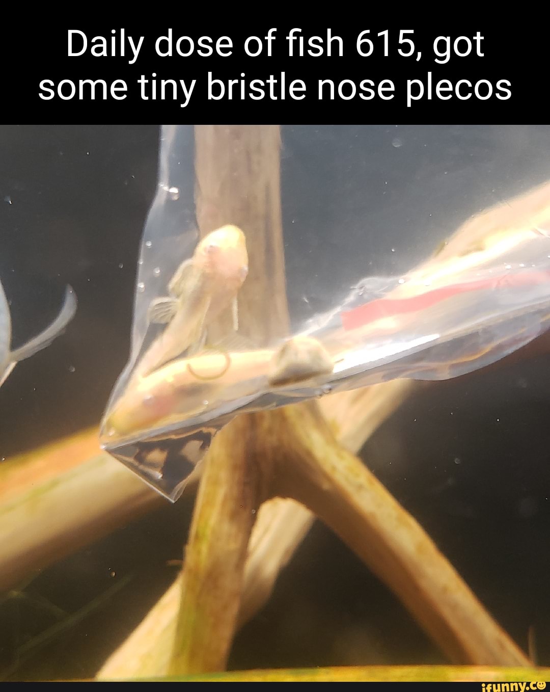 Plecos memes. Best Collection of funny Plecos pictures on iFunny