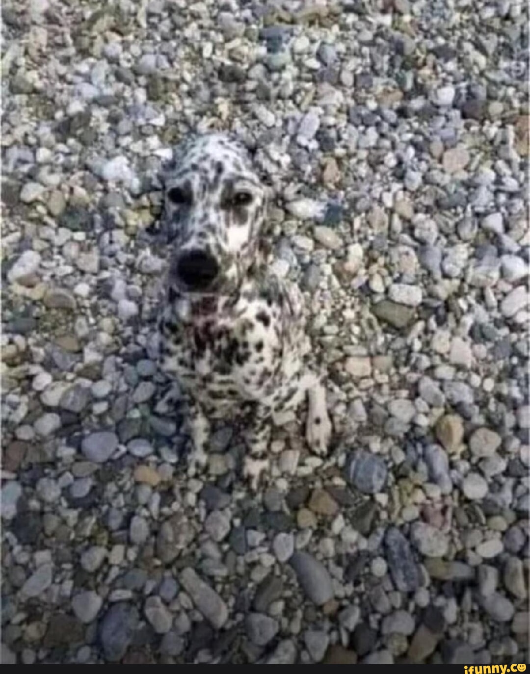 iFunny - the best memes, video, gifs and funny pics in one place