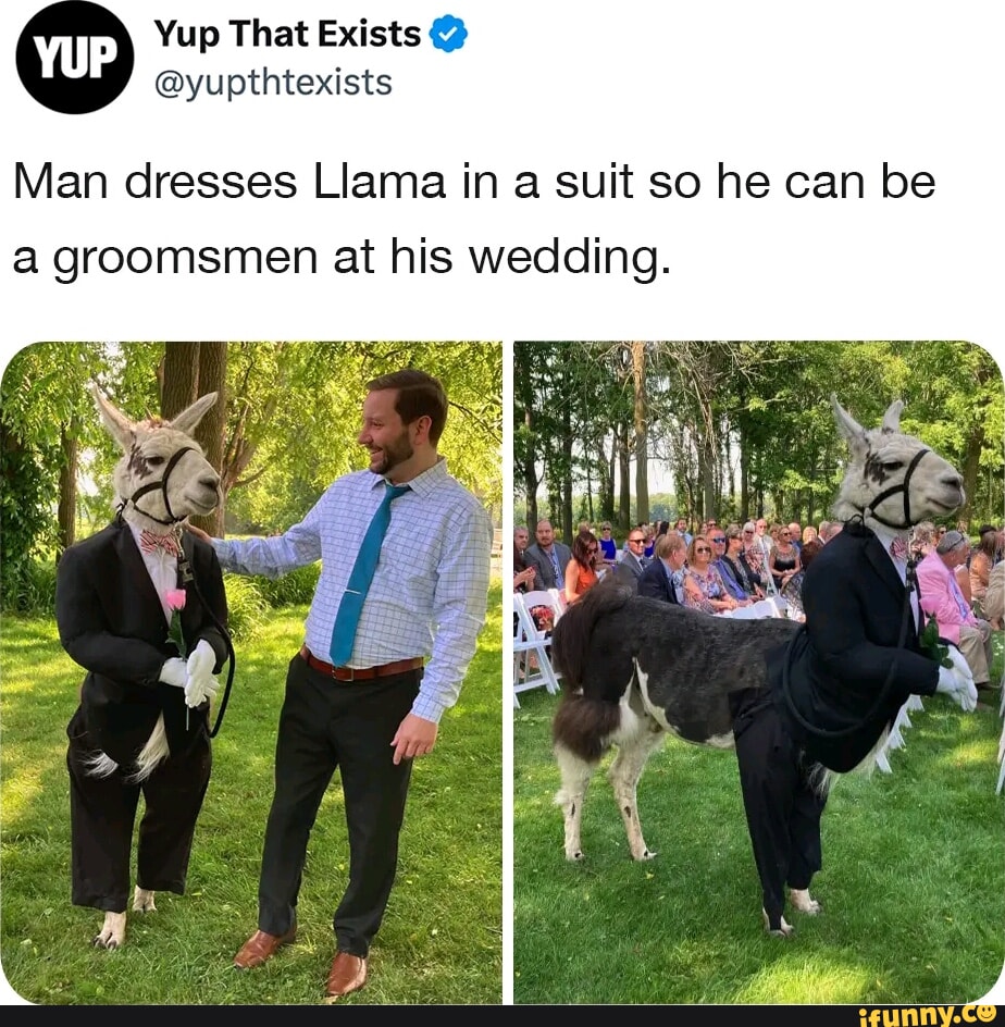 Yup That Exists @ @yupthtexists Man dresses Llama in a suit so he can ...