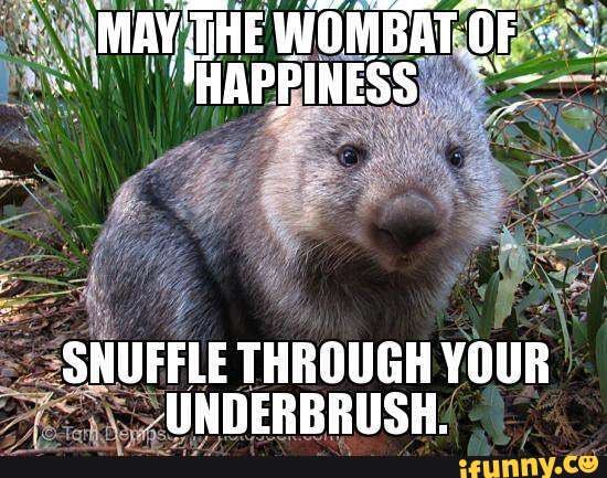 Wombat memes. Best Collection of funny Wombat pictures on iFunny