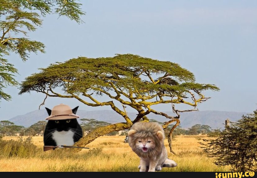 Unicat memes. Best Collection of funny Unicat pictures on iFunny