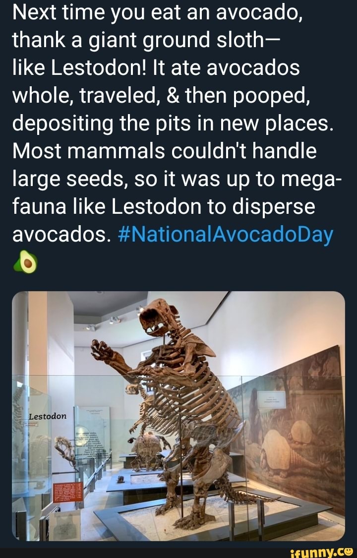 Next time you eat an avocado, thank a giant ground sloth- like Lestodon ...