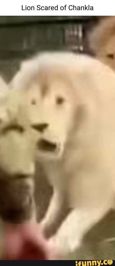 Lion Scared of Chankla - iFunny