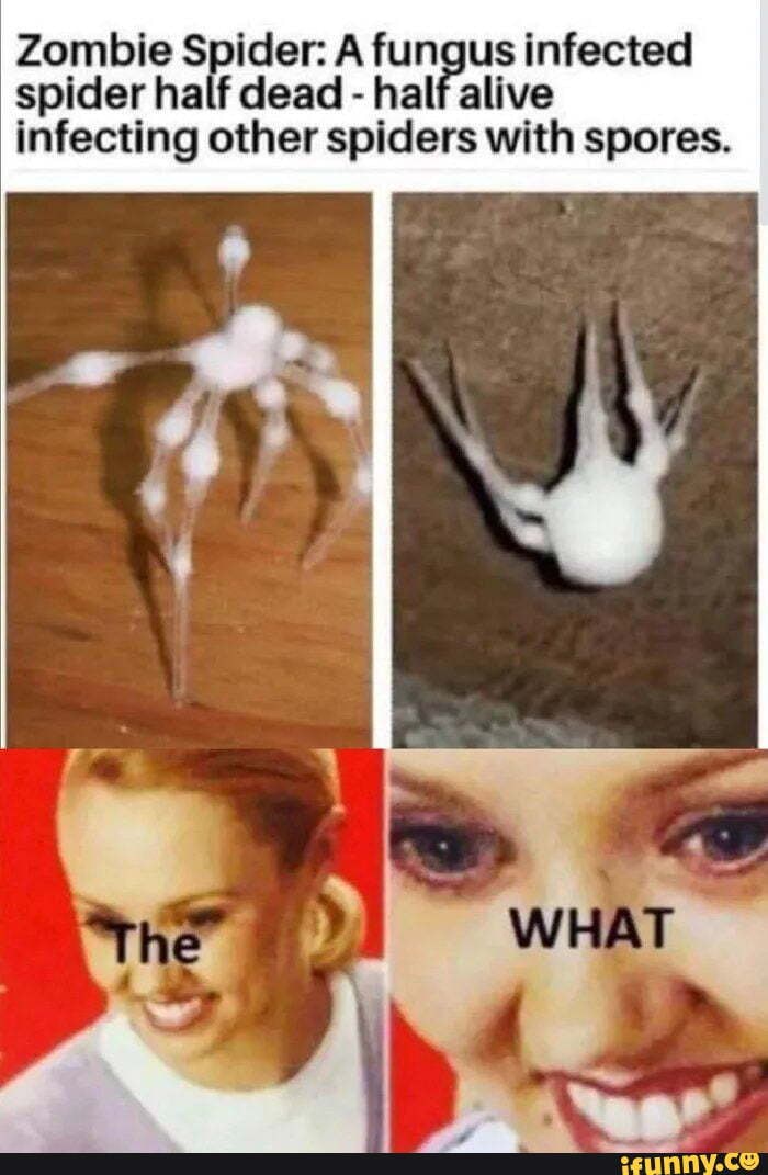 Zombie Spider: A fungus infected spider half dead - half alive ...