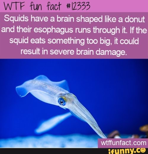 Fun Squids have a brain shaped like a donut and their esophagus runs ...