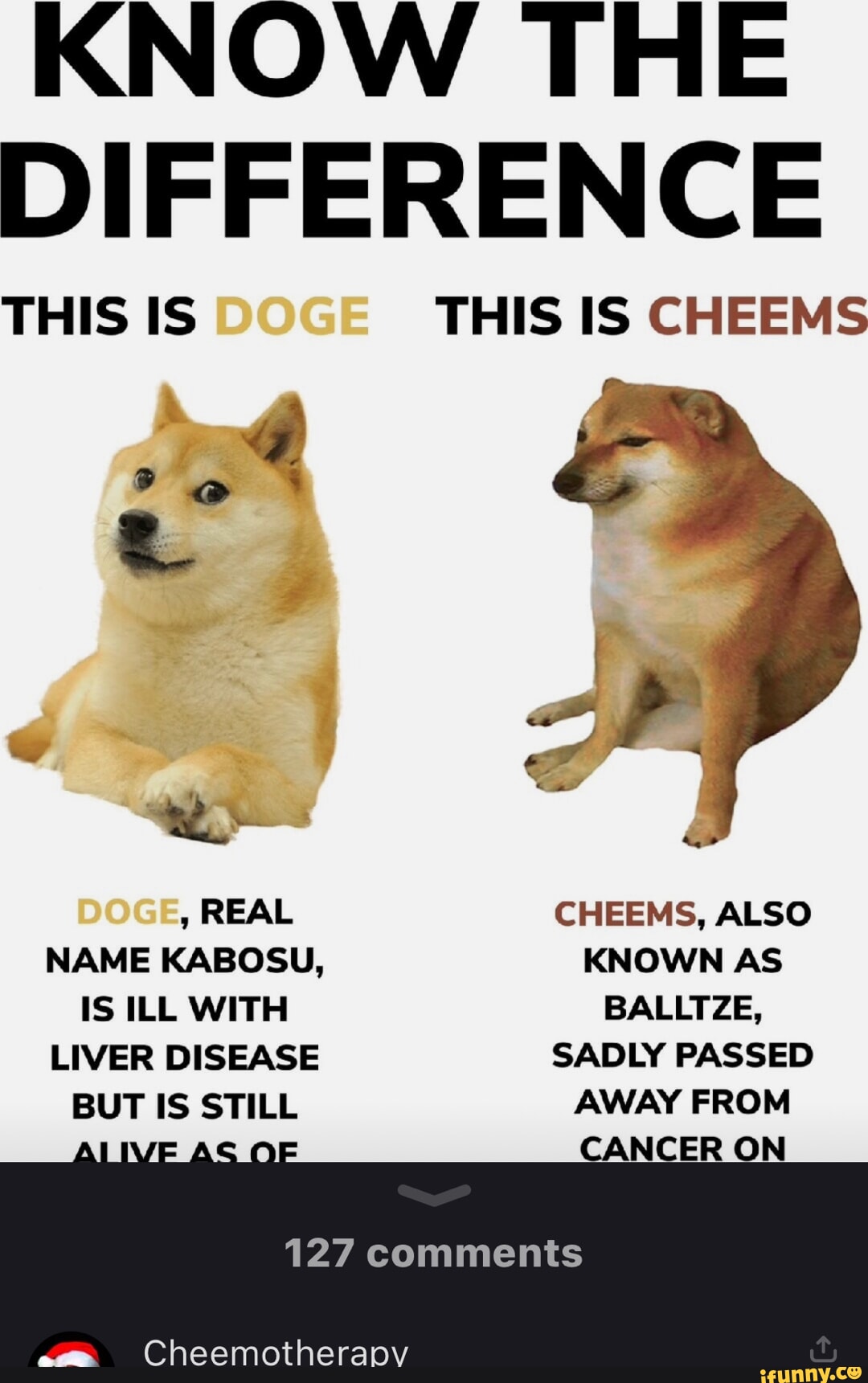KNOW THE DIFFERENCE THIS IS THIS IS CHEEMS REAL CHEEMS, ALSO NAME ...