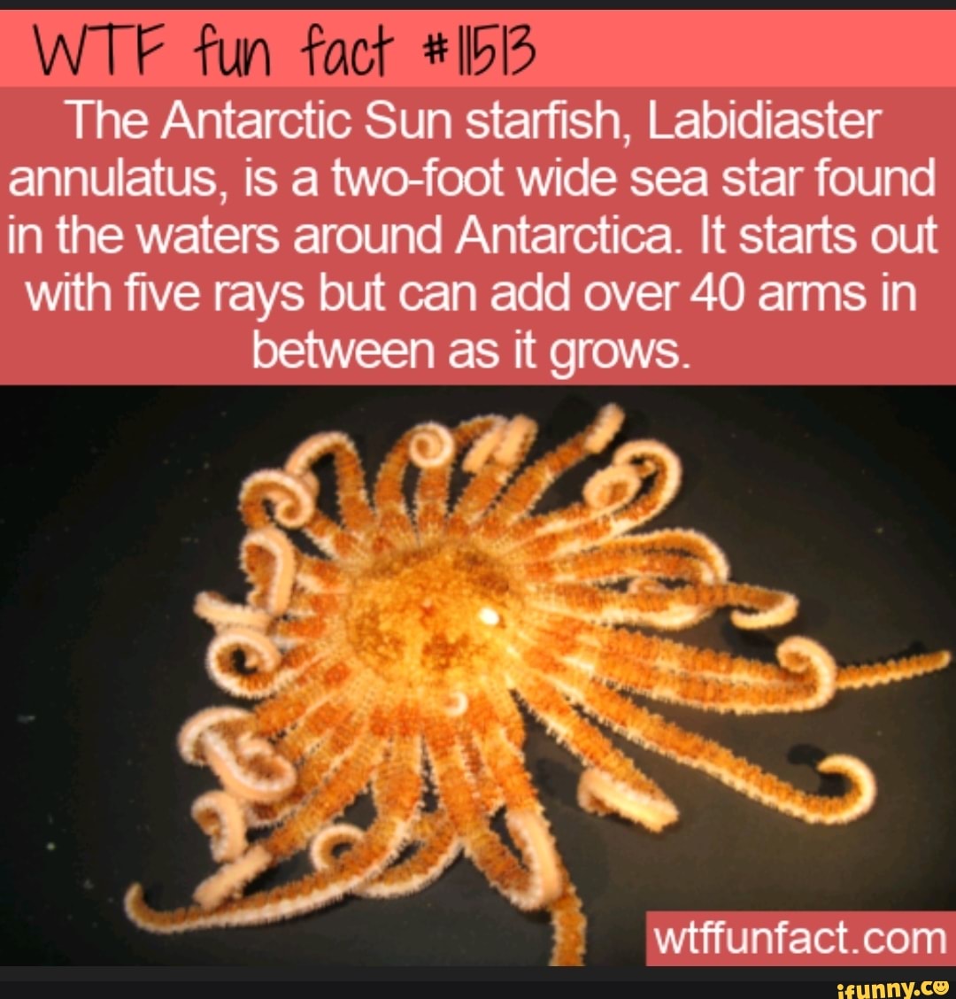 Labidiaster memes. Best Collection of funny Labidiaster pictures on iFunny