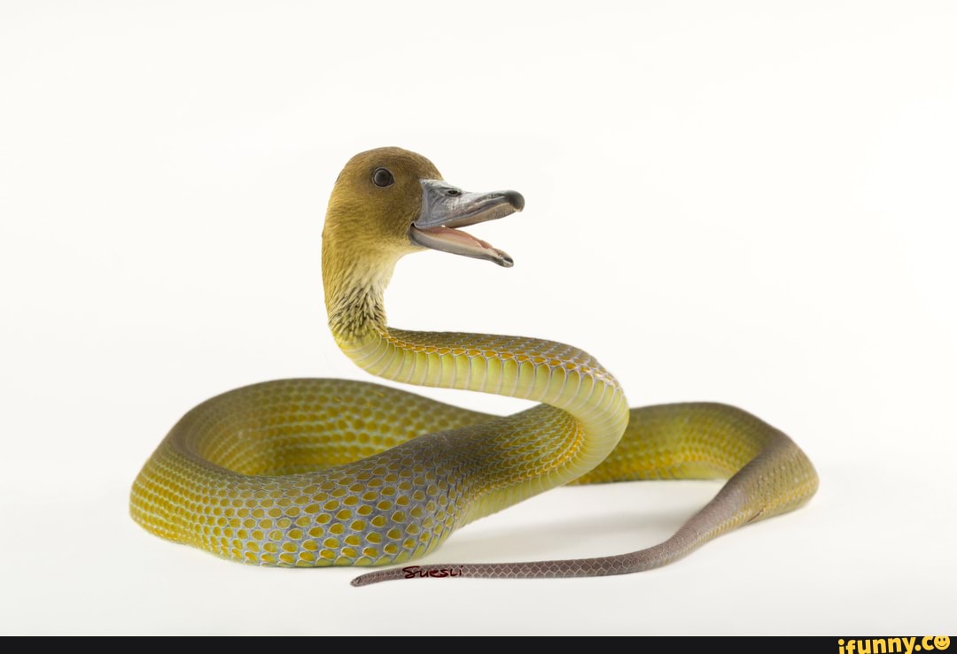 This is a duck snake as well. Or is it technically a snake duck? - iFunny