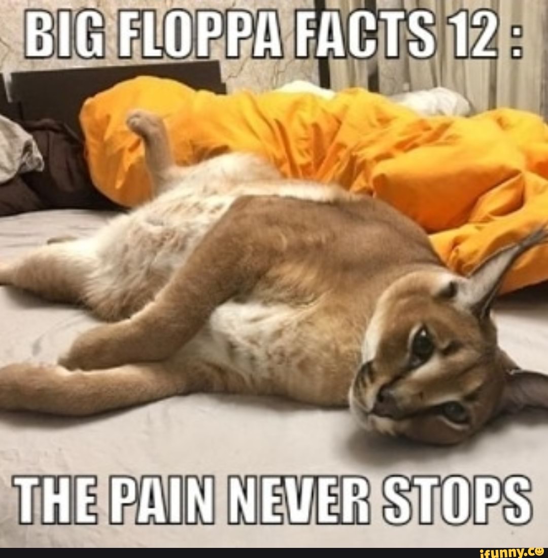 BIG FLOPPA FACTS we THE PAIN NEVER STOPS - iFunny
