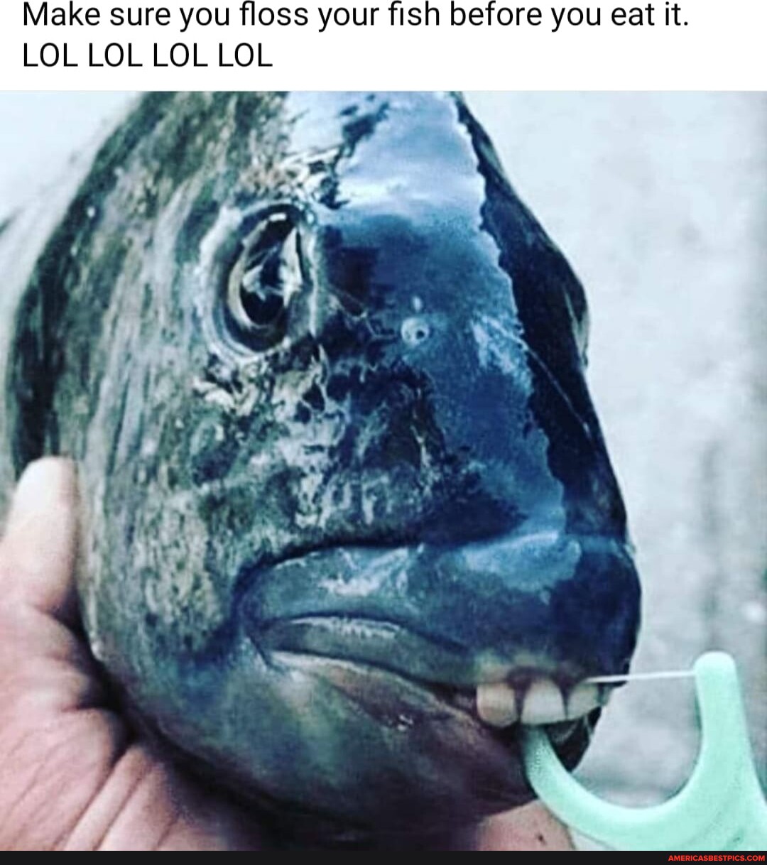 Make sure you floss your fish before you eat it. LOL LOL LOL LOL ...