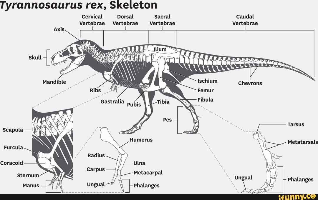 Tyrannosaurus rex, Skeleton Cervical Dorsal Sacral Caudal wy Chevrons ...