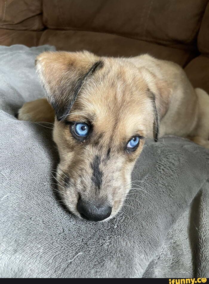 Timberwolf memes. Best Collection of funny Timberwolf pictures on iFunny