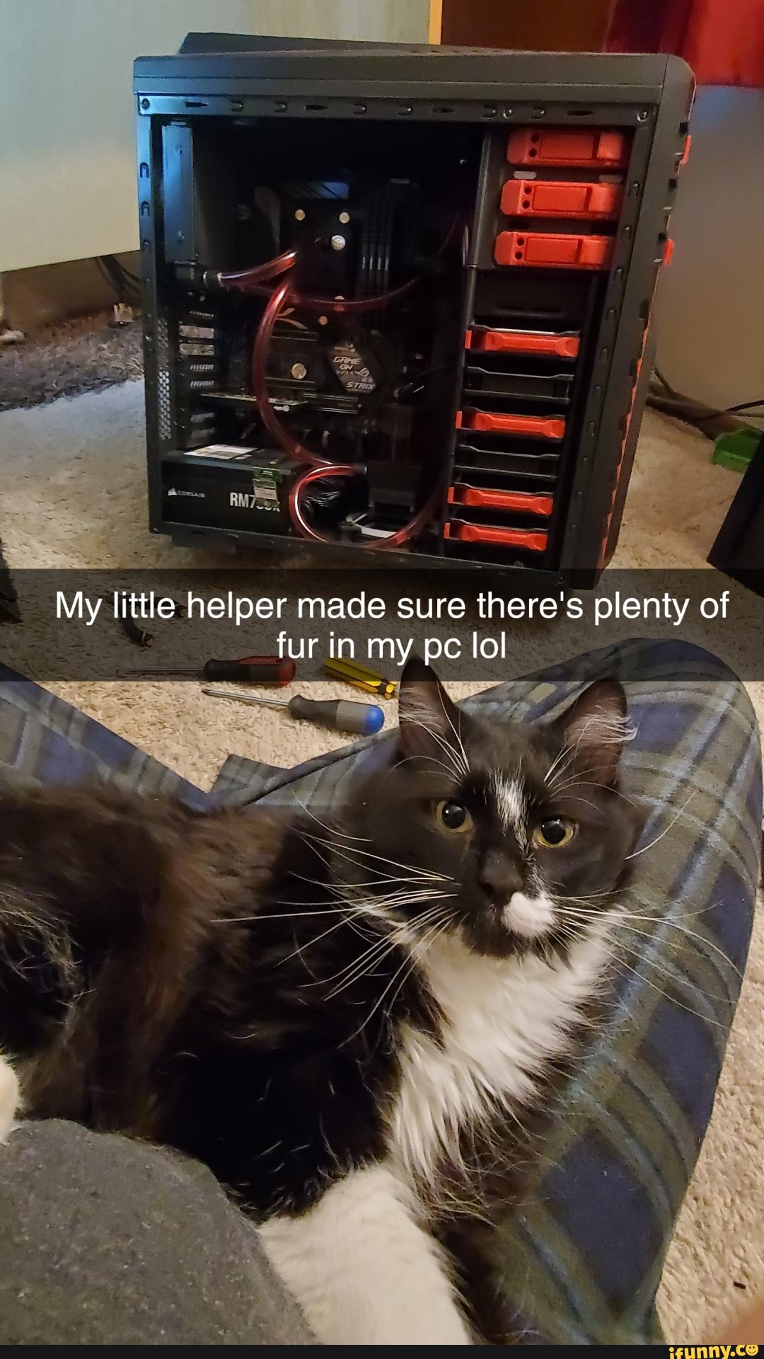 My little helper made sure there's plenty of fur in my pc lol - iFunny