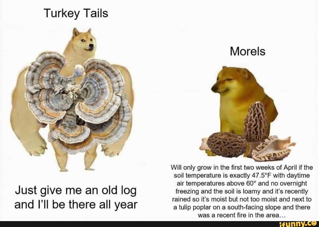 Temperature memes. Best Collection of funny Temperature pictures on iFunny