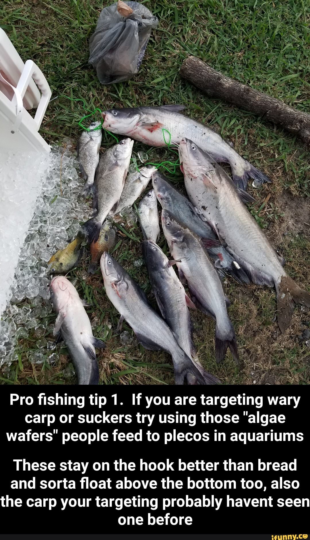 Plecos memes. Best Collection of funny Plecos pictures on iFunny