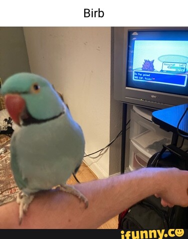 Ringneck memes. Best Collection of funny Ringneck pictures on iFunny