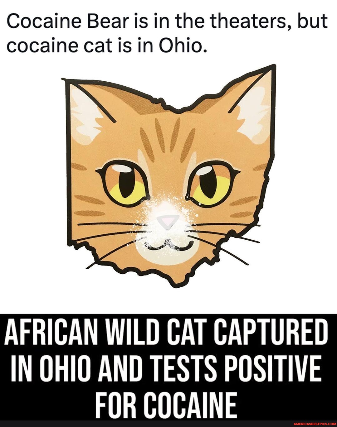 “Cocaine Bear” movie drops.. Ohio: hold my beer 🍺🐱 - Cocaine Bear is in ...