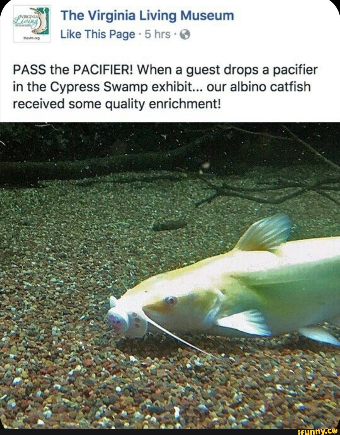 Pacifier memes. Best Collection of funny Pacifier pictures on iFunny