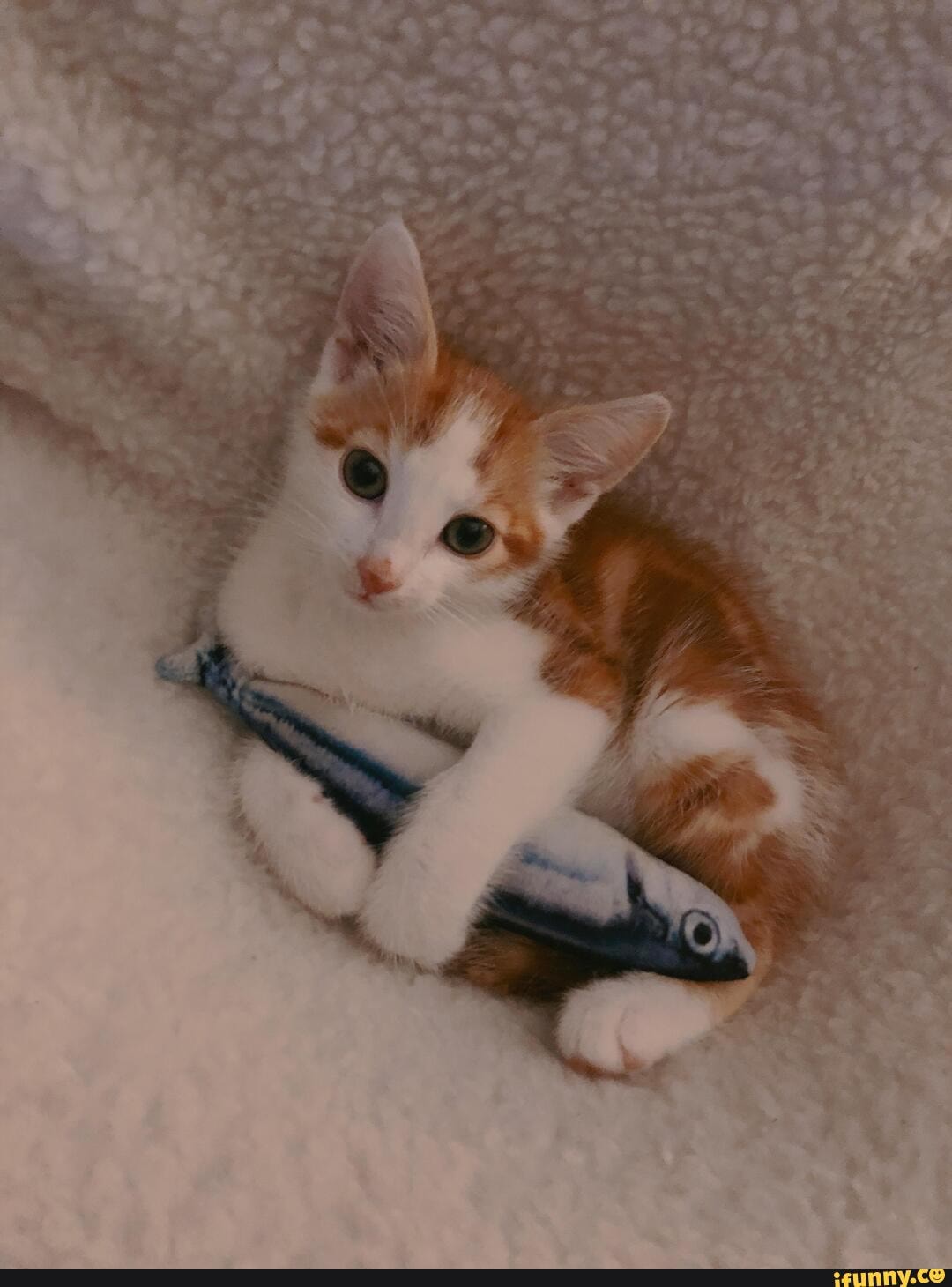 Sardine memes. Best Collection of funny Sardine pictures on iFunny