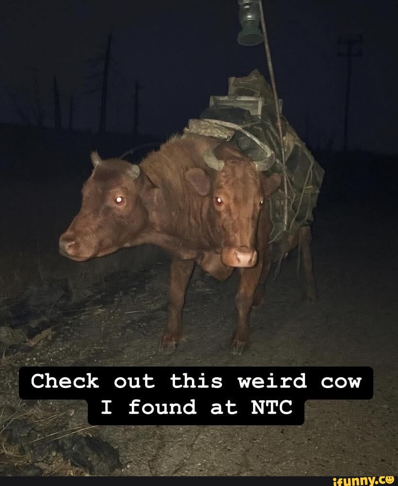 Check out this weird cow I found at NTC an - iFunny