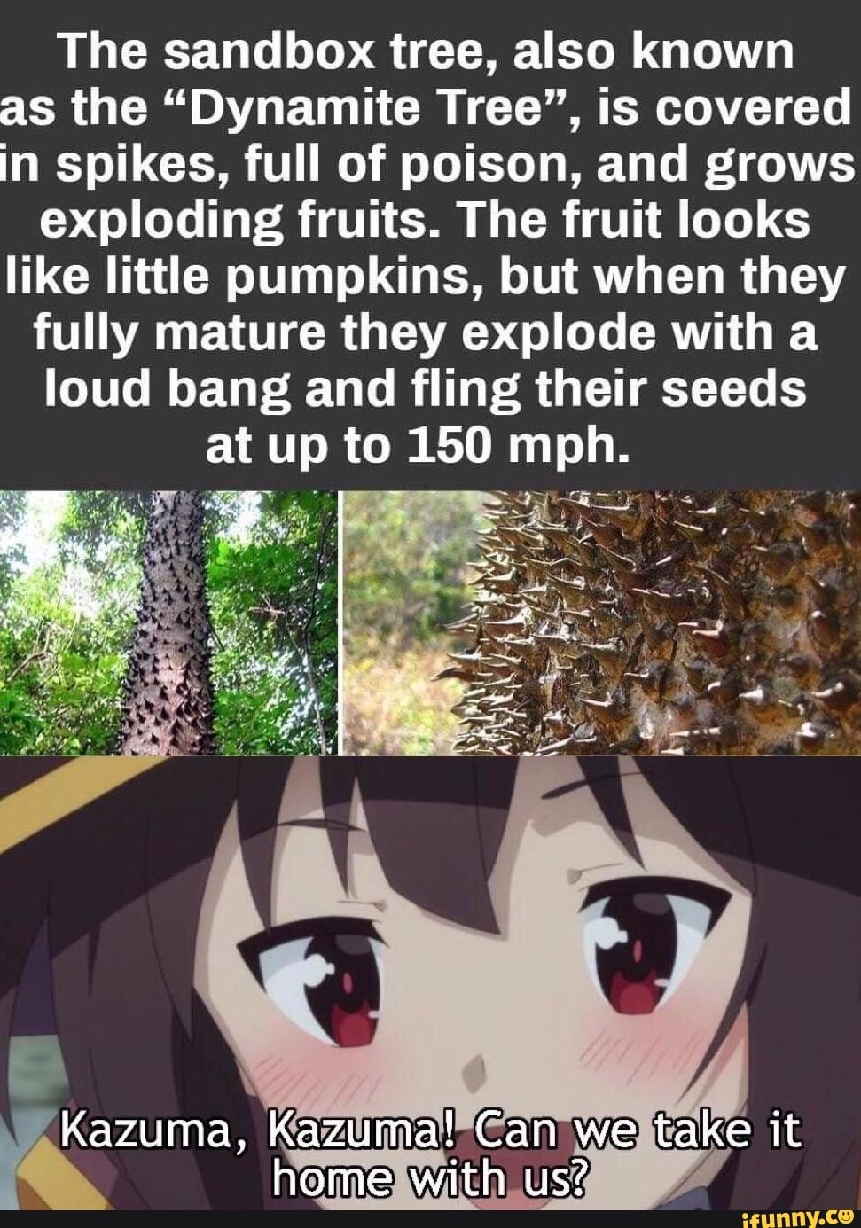 The sandbox tree, also known as the “Dynamite Tree”, is covered in ...