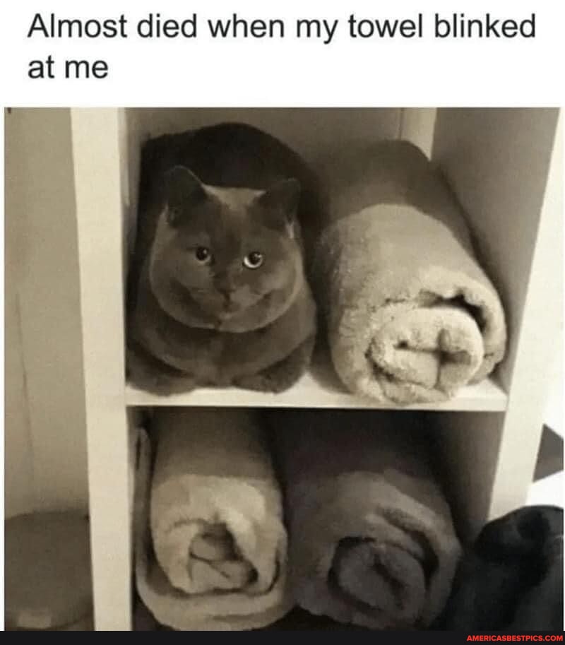 Almost died when my towel blinked at me - America’s best pics and videos